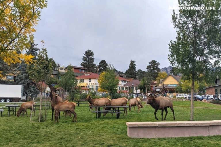 21 Fall Festivals & Autumn Events to Visit in Colorado in October